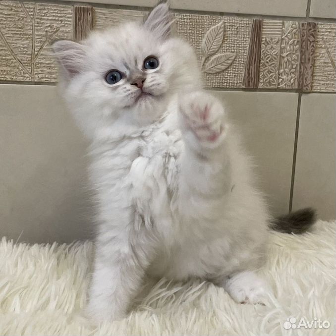 Малышка Рэгдолл