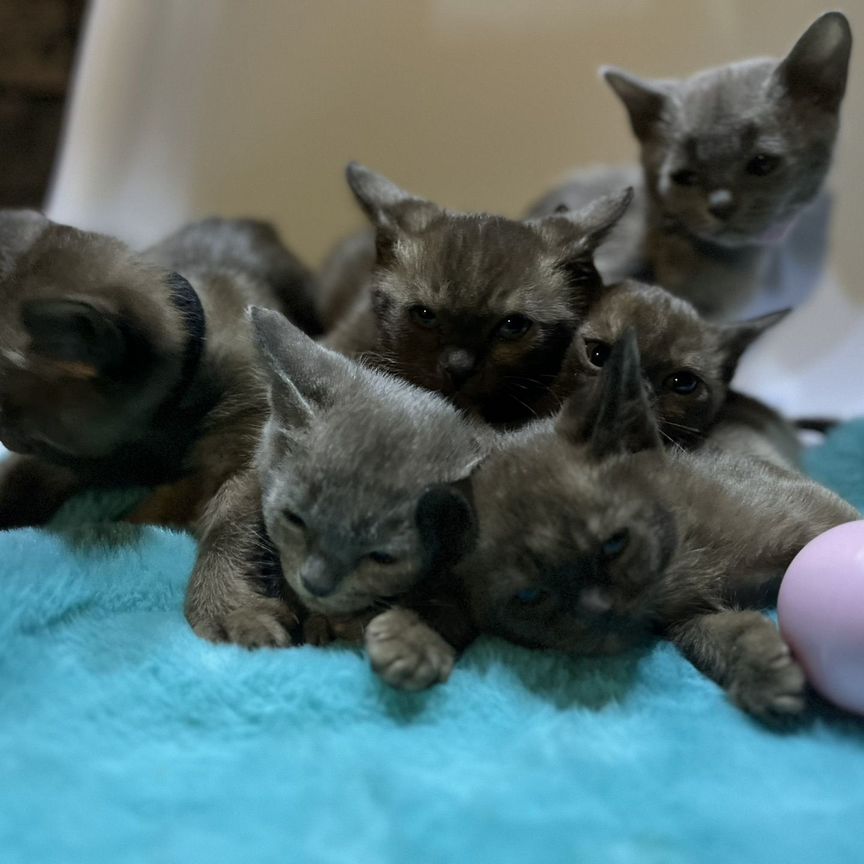 Бурманские котята