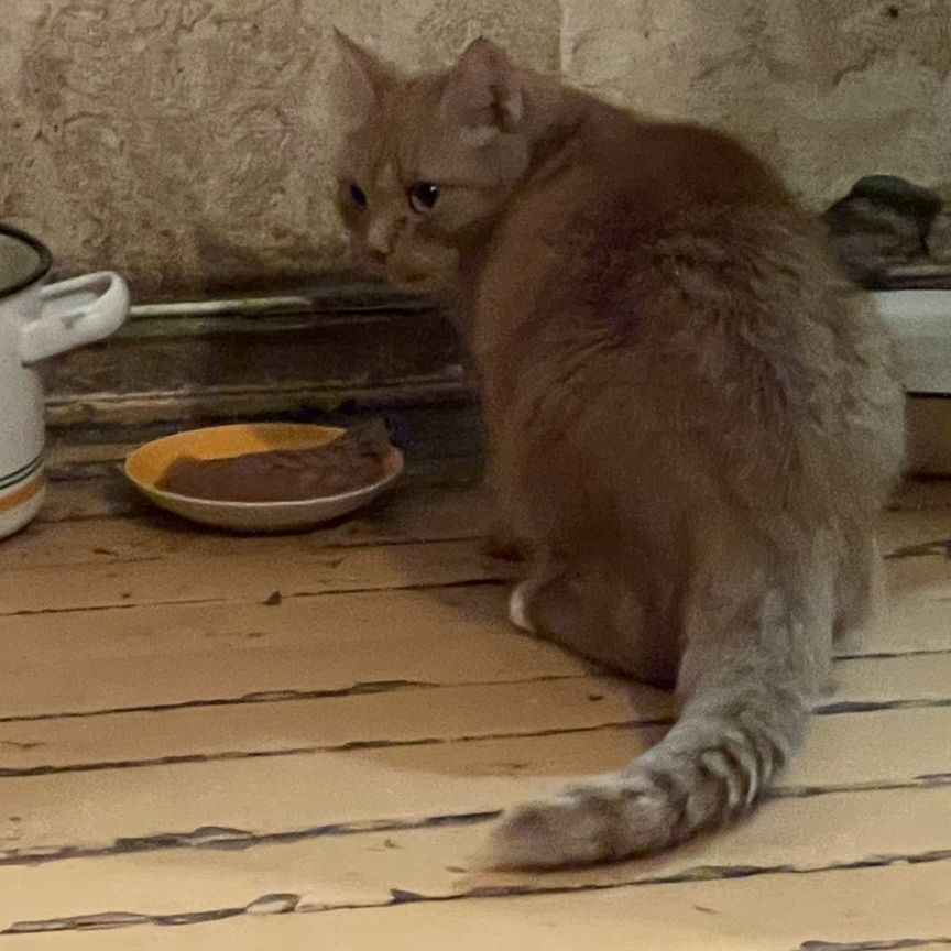 Отдам в добрые руки