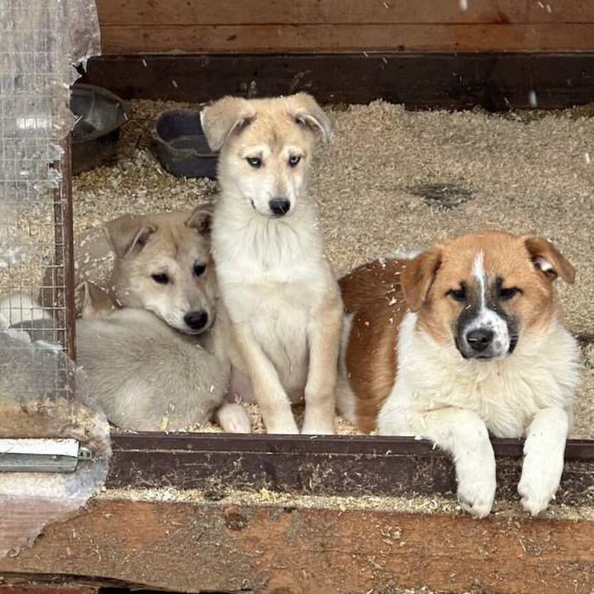 Собака в добрые руки