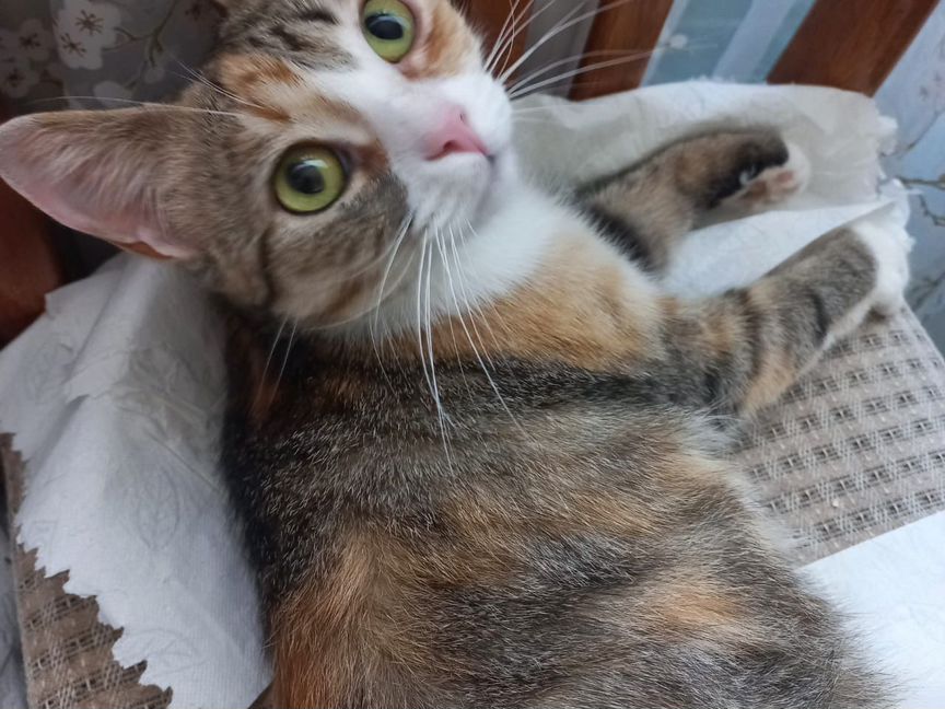 Кошка ищет дом