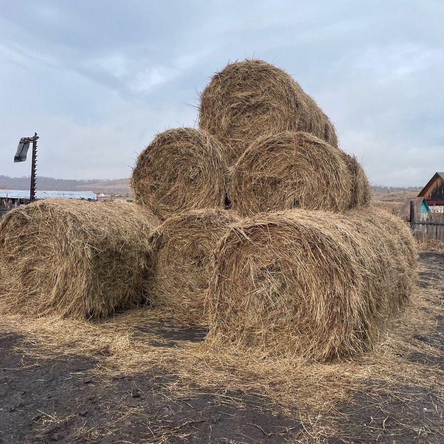 Сено в рулонах