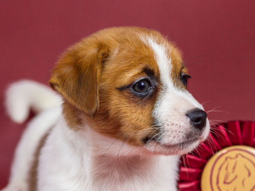 Щенки джек Рассел терьер Гладкие и Брокен