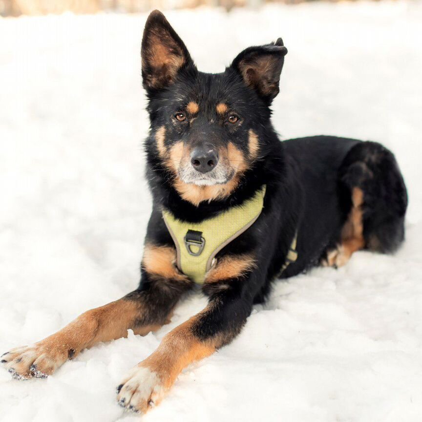 Байкал из приюта ищет дом