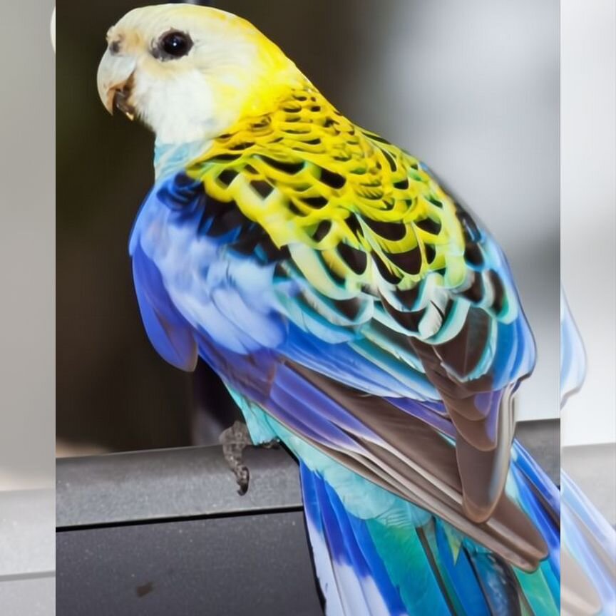 Розелла - бледноголовая