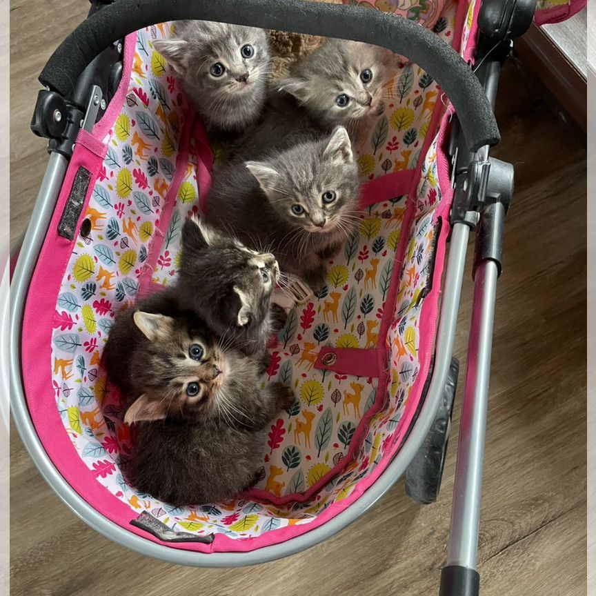 Котята в добрые руки