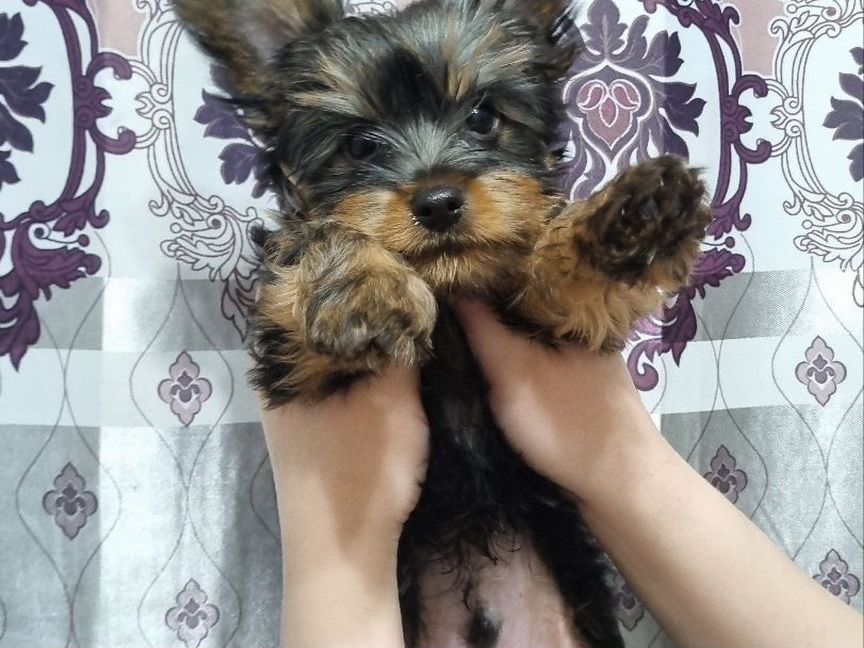 Йоркширский терьер