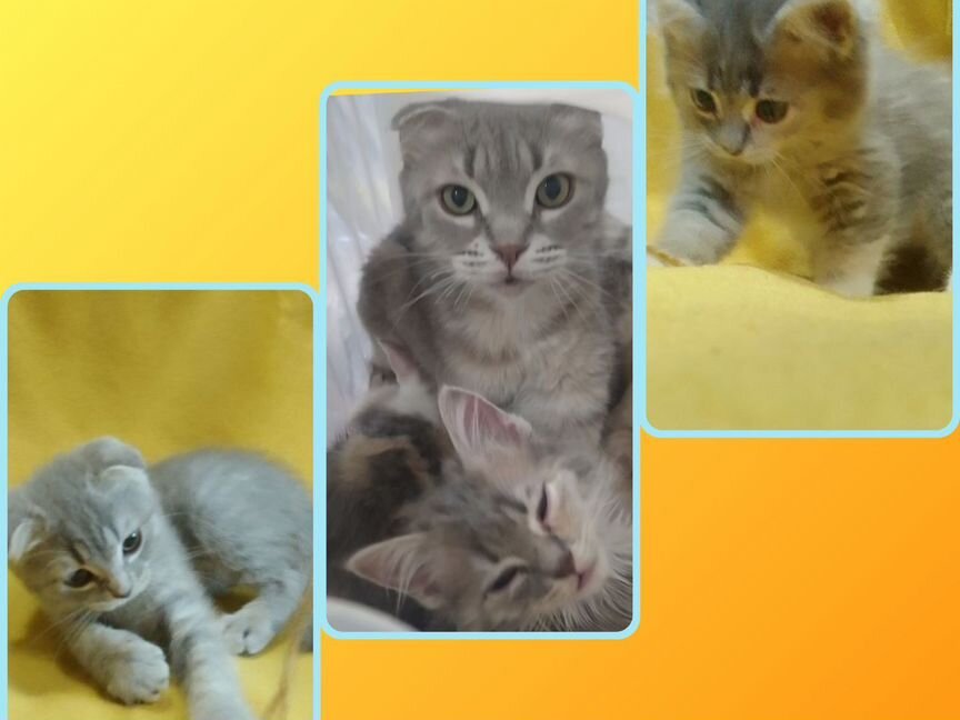 Шотландская вислоухая кошка в добрые руки