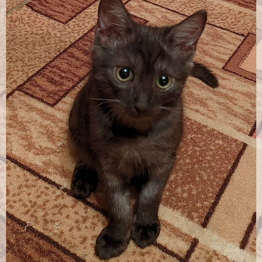 Котёнок в добрые руки