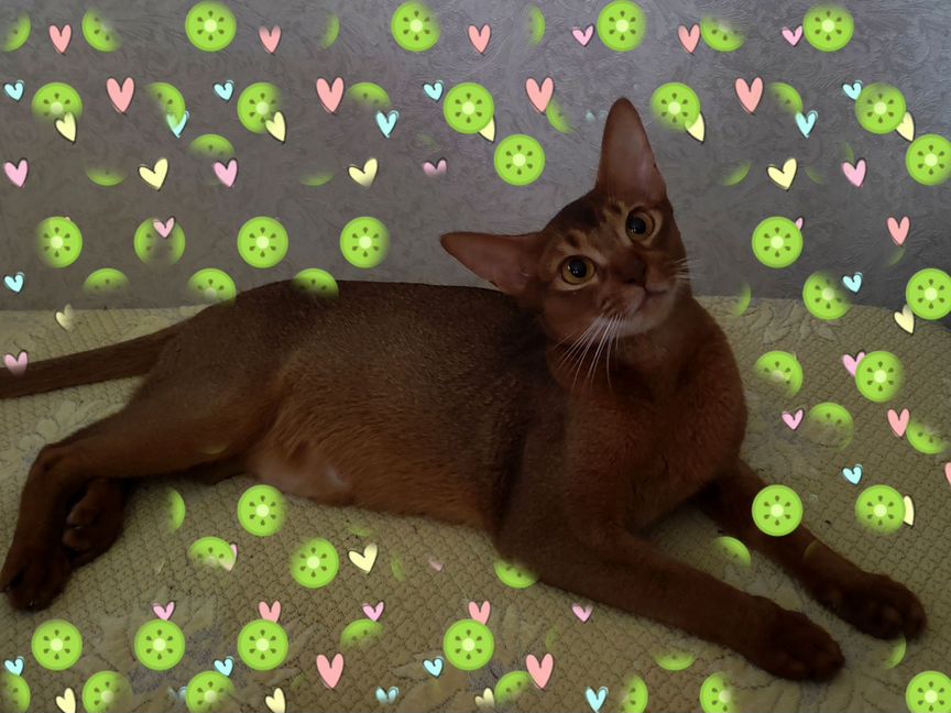 Абиссинская кошечка беременная