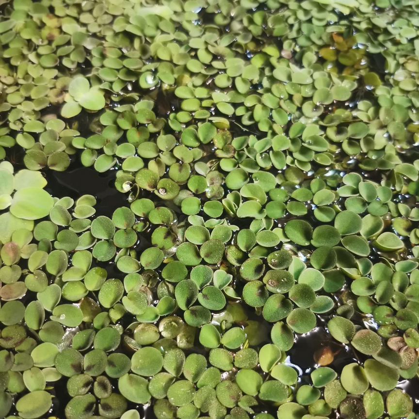 Аквариумные растения бесплатно