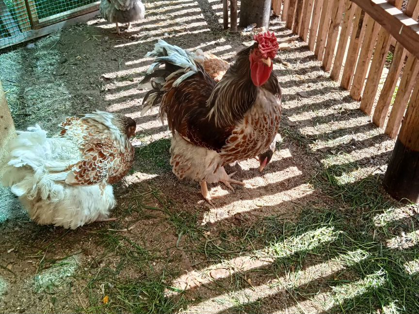 Куры породы виандот