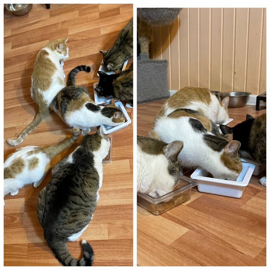 Возьми кошечку