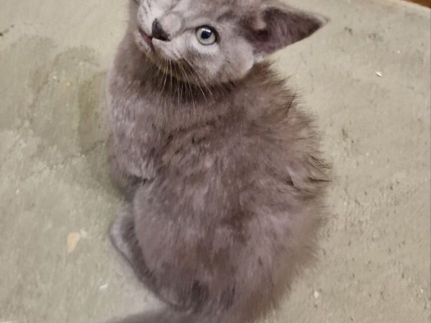 Котята. полукровка. Британец и Сибирская