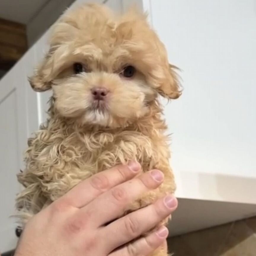 Девочка мальтипу ф1 стандарт