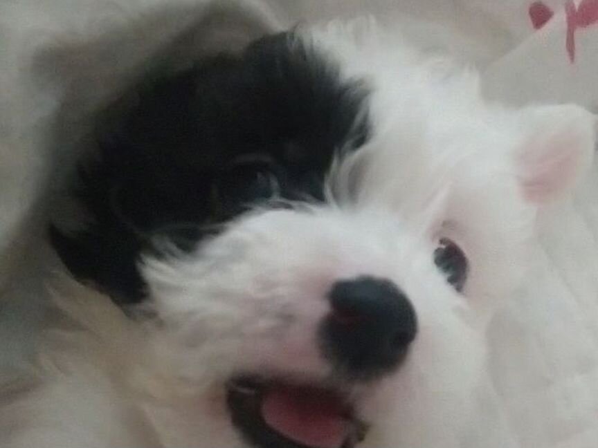 Маленькая собака биверпуш