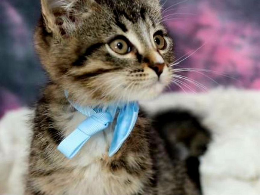 Котята в добрые руки мальчики