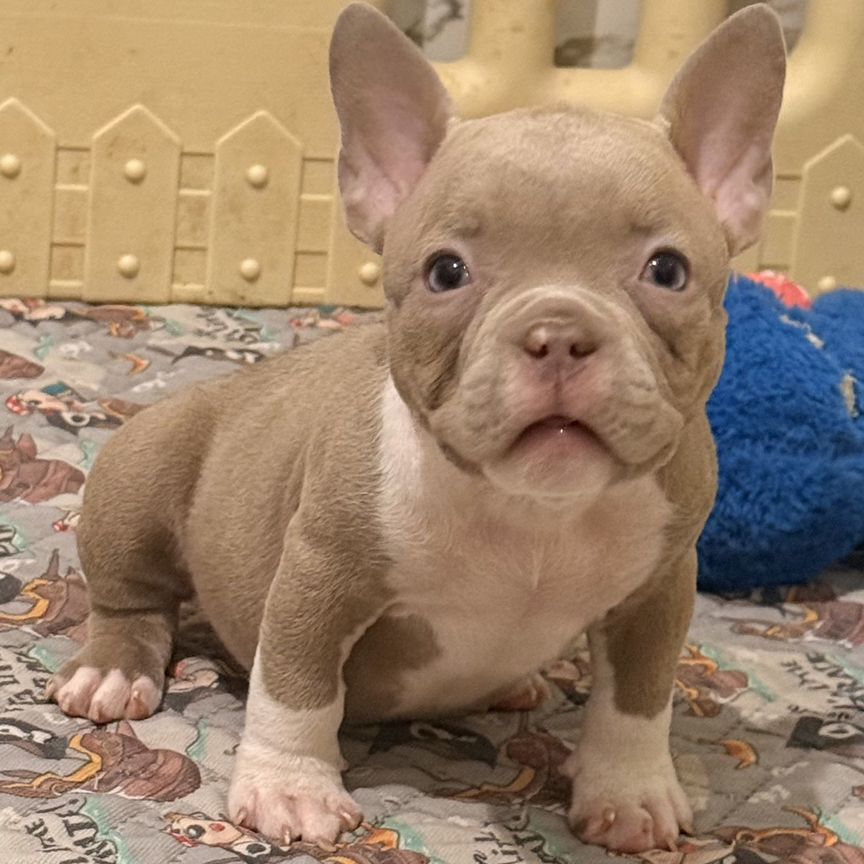 Американский булли, щенок