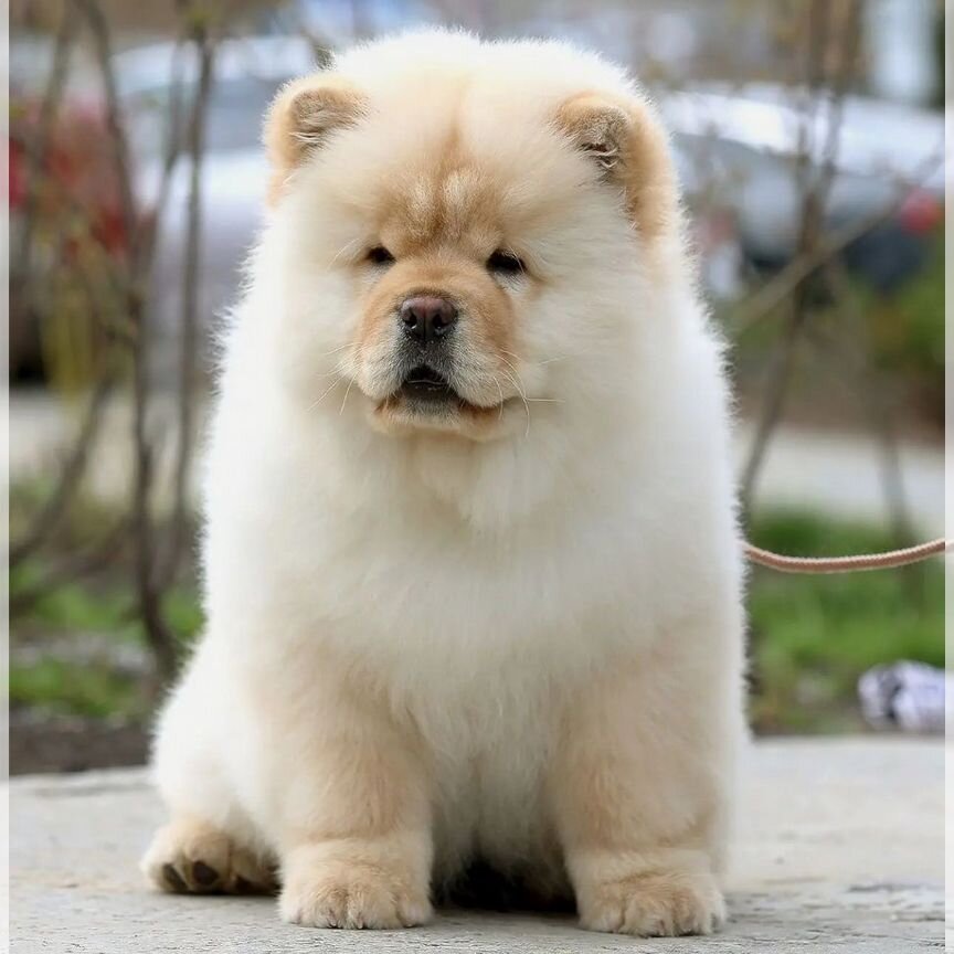 Чау-чау, щенок