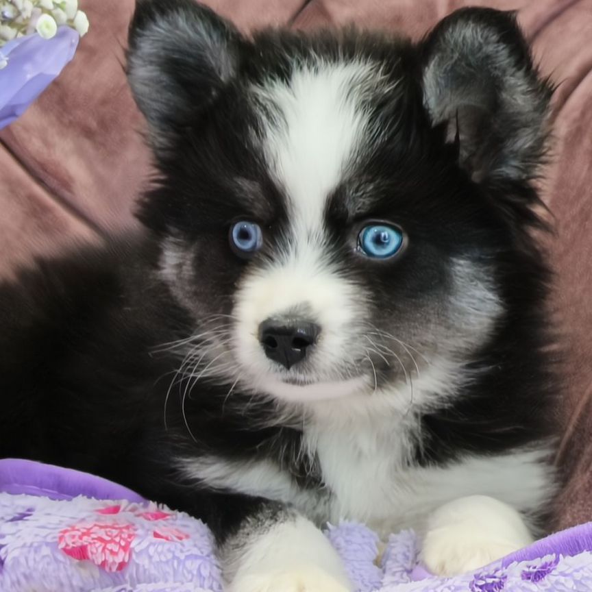 Помски, щенок