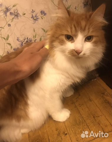 Кот в добрые руки
