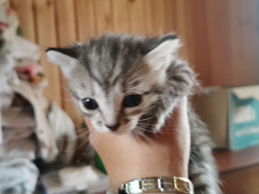 Кошка