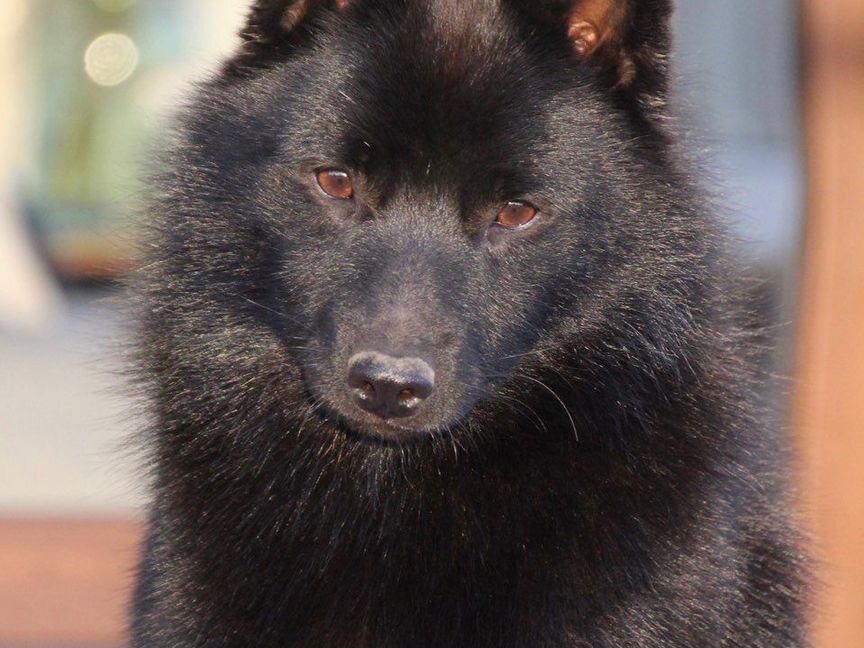 Кобель юниор продажа