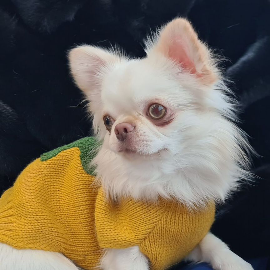 Вязка чихуахуа