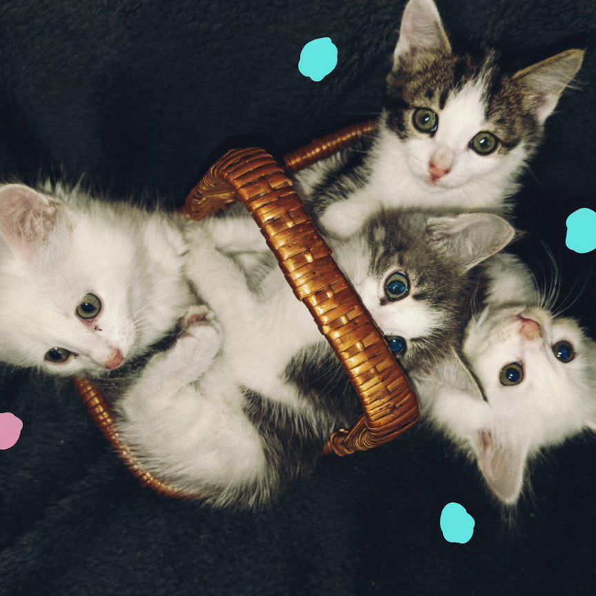 Новогодние котятки