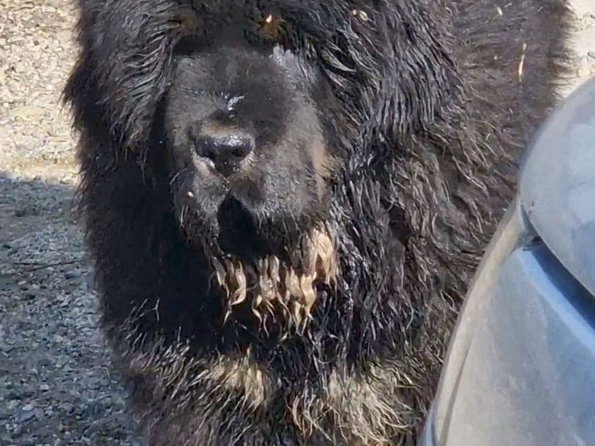 Нереальная красотка Тибетского мастифа