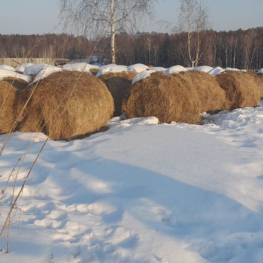 Сено в рулонах