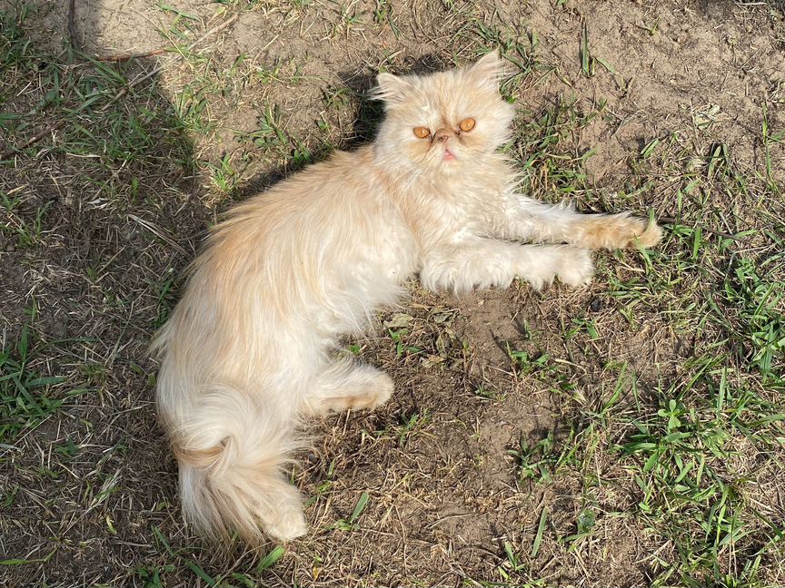 Персидский кот