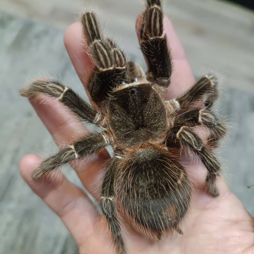 Ласиадора Парахибана