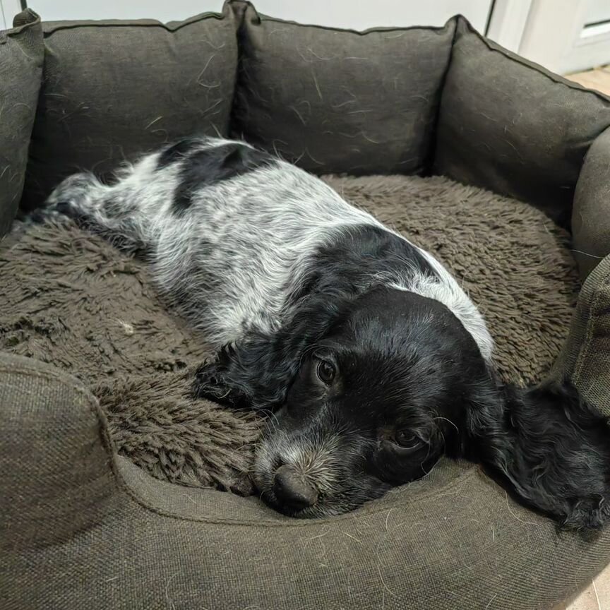 Щеночек спаниельчик мальчик