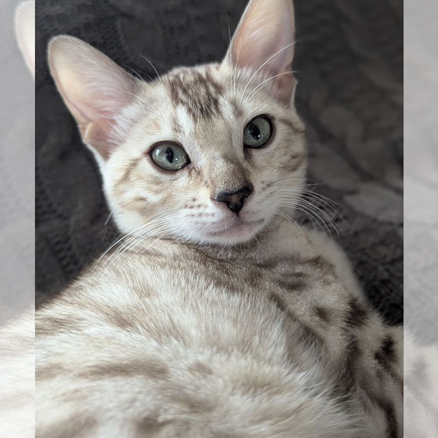 Котенок девочка бенгальская снежный линкс