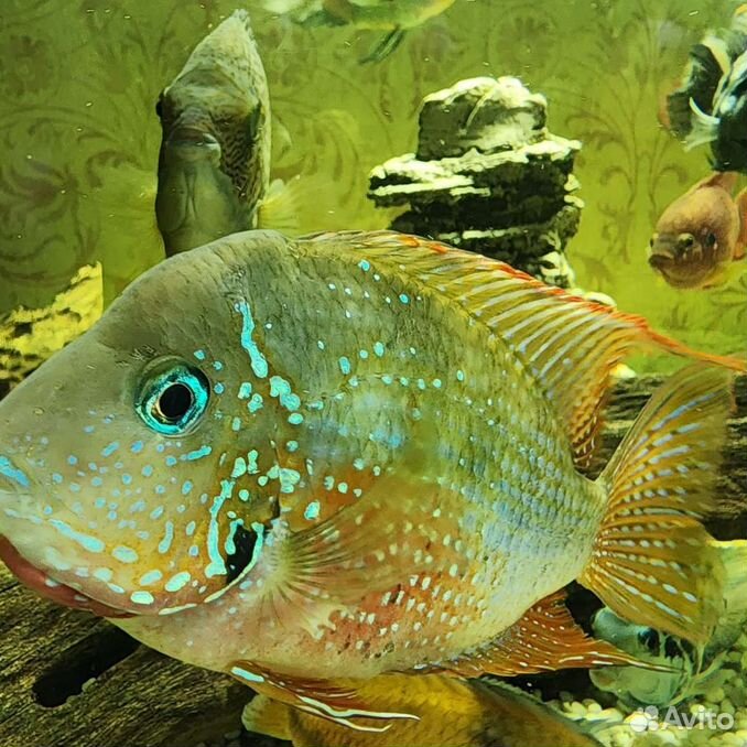 Цихлазома Эллиота большой самец