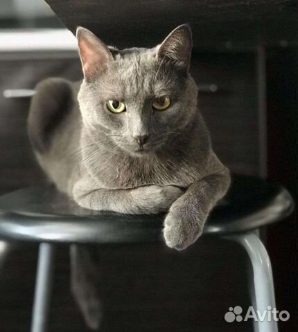 Брутальный кот Брюс., 1 год