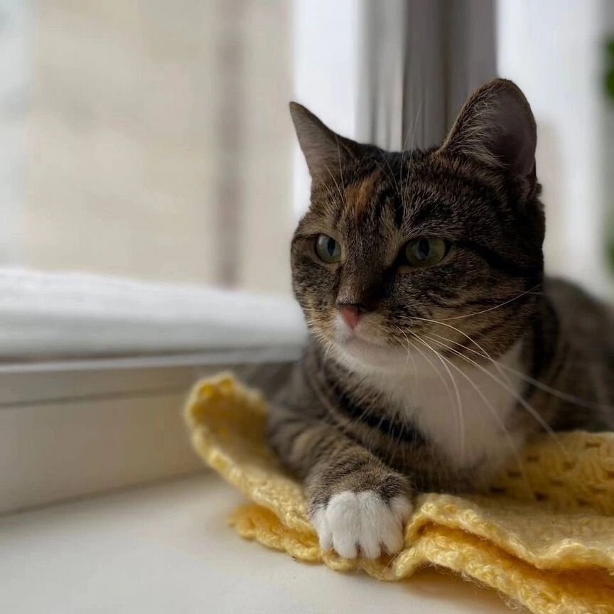 Кошка Кристиана Грея