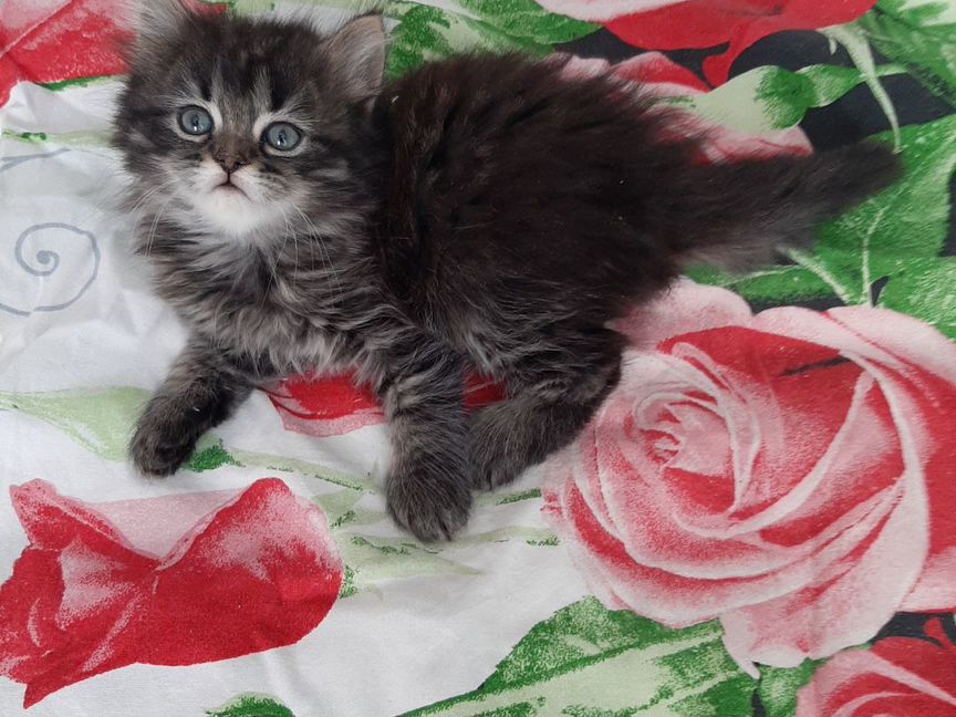 Котята британка 1,5мес