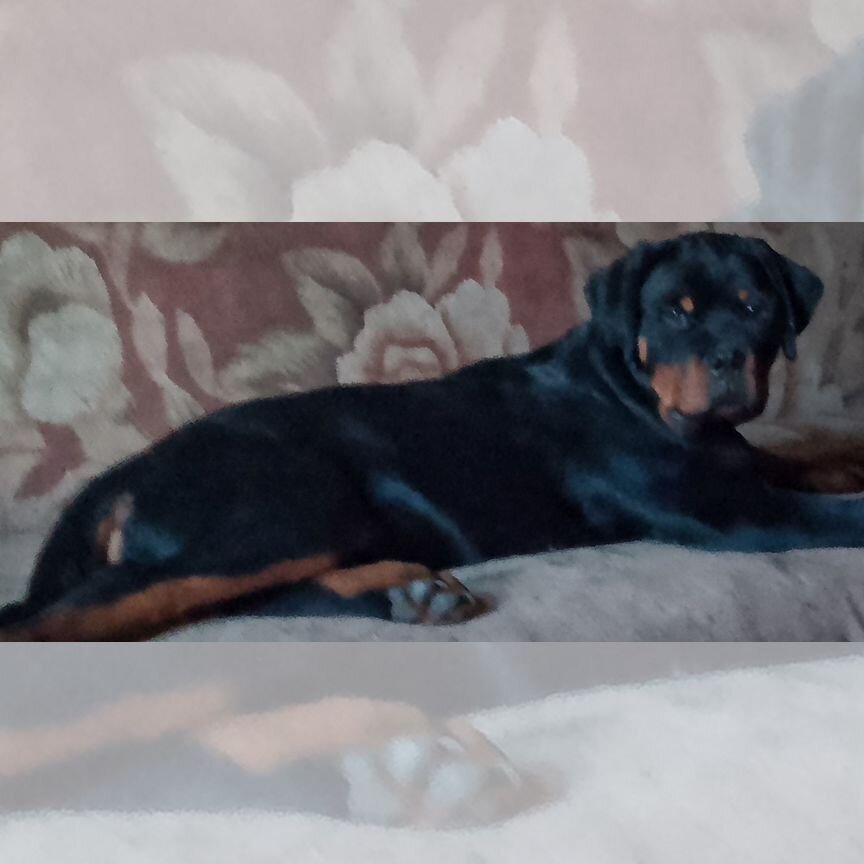 Ротвейлер, щенок