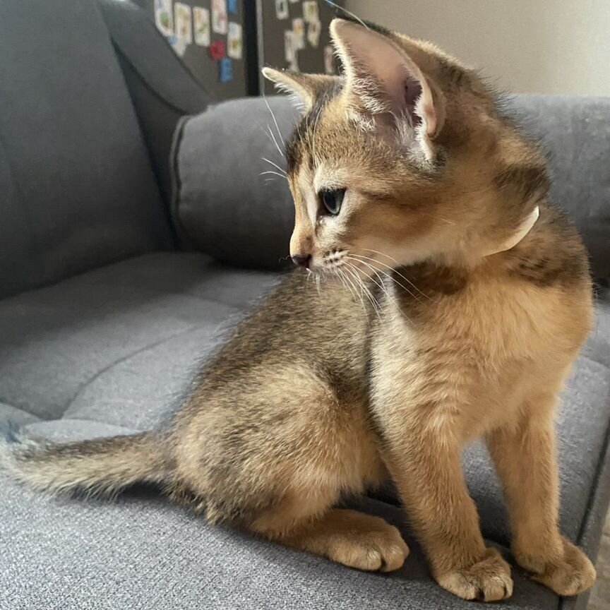 Абиссинский котенок / мальчик