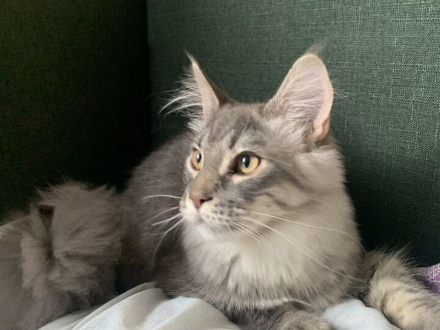 Котенок мейнкун 6 месяцев