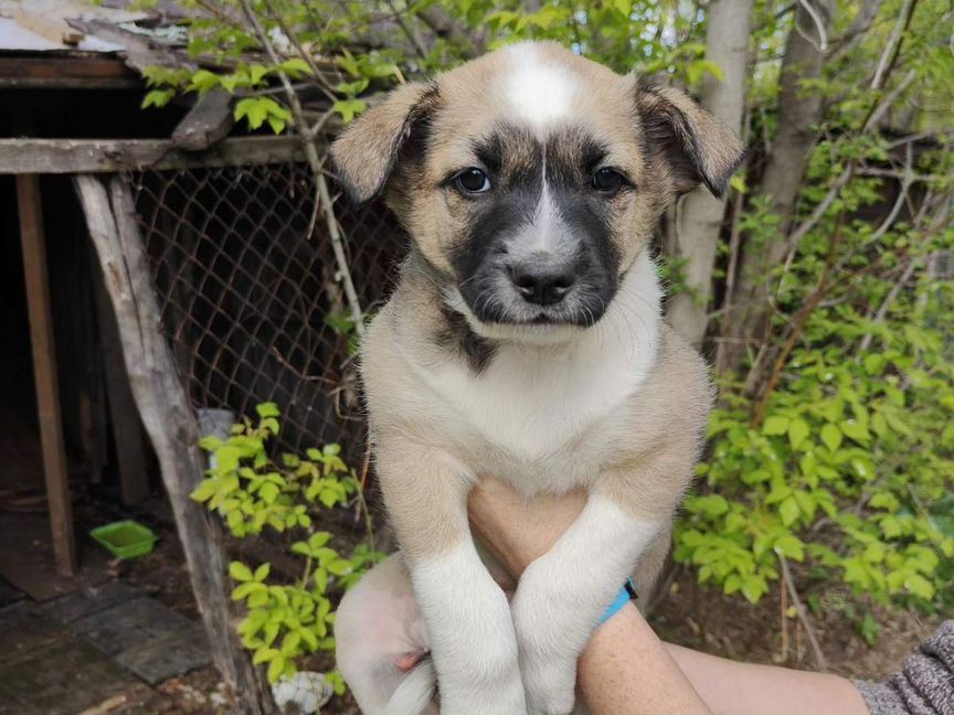 Пристраиваются