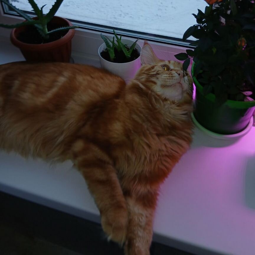 Мейн-кун, взрослый кот