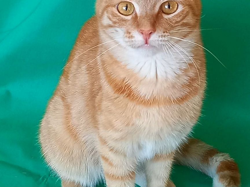 Мышелов Коржик в частный дом