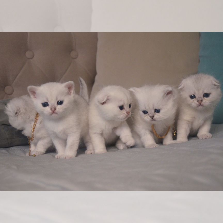 Шотландские породистые котята ns11 фолд