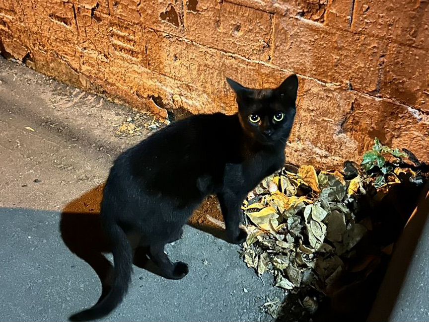 Пристроить кошку в добрые руки,зимой погибнет
