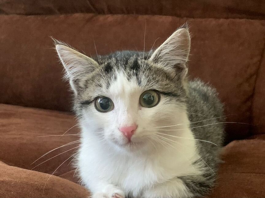 Котёнок (мальчик)
