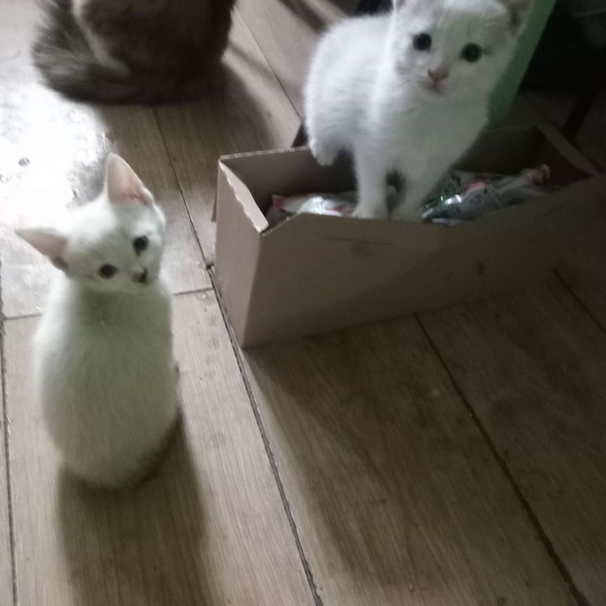 Котята в добрые руки бесплатно мальчик и девочка