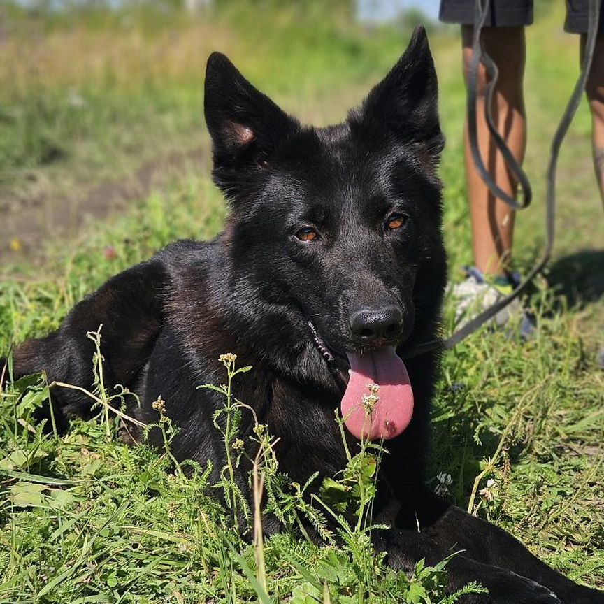 Взрослая собака в добрые руки